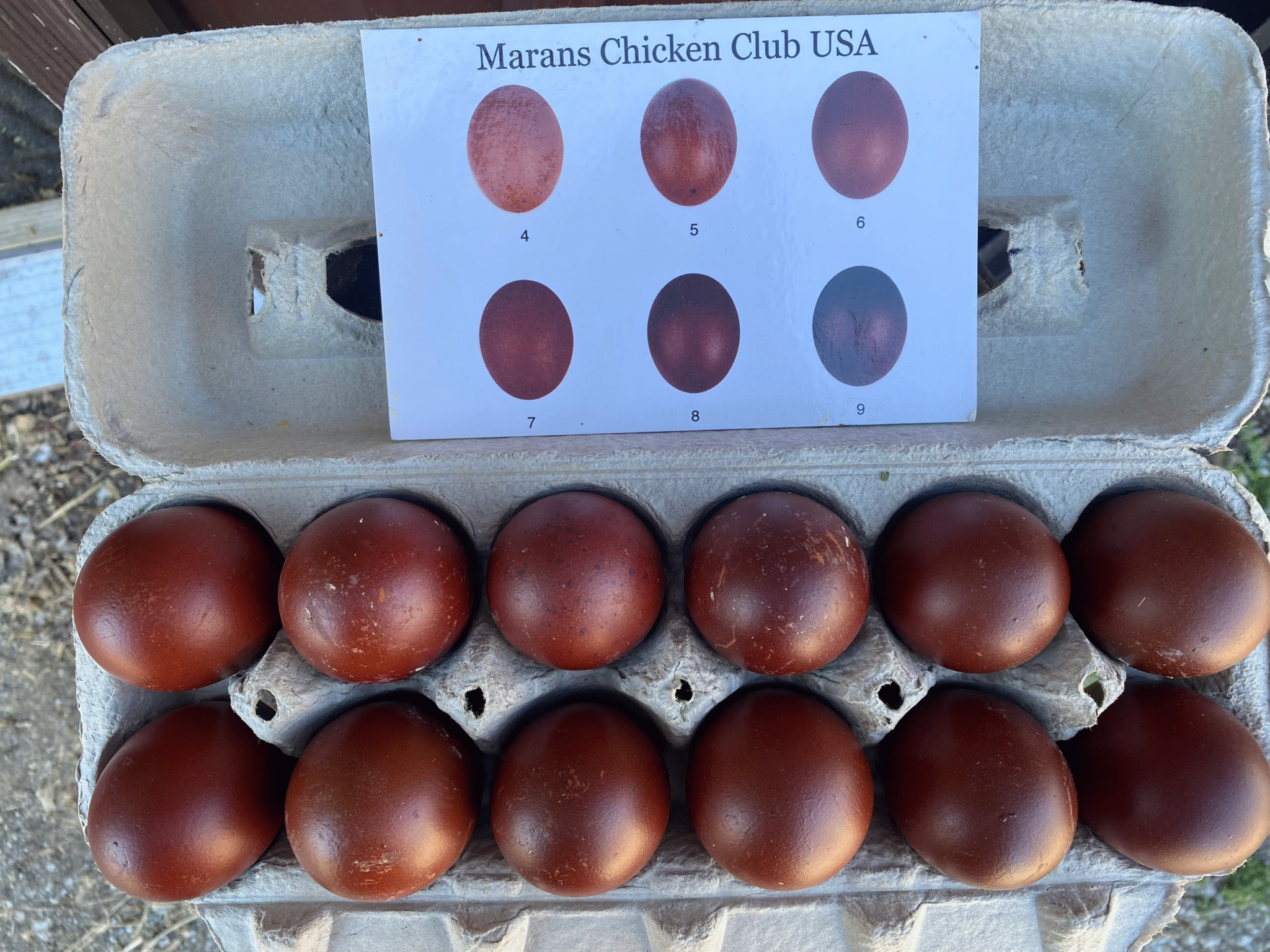 Black Copper Maran Hatching Eggs for Sale | Heritage Poultry Farm