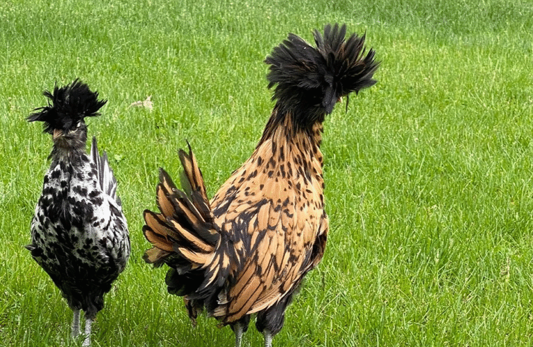 Polish Chickens for Sale: Crested, Frizzle, Bantam | Heritage Farm