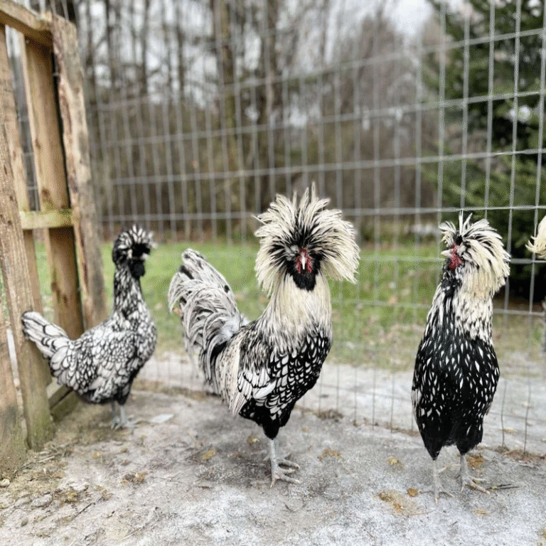 Polish Chickens for Sale: Crested, Frizzle, Bantam | Heritage Farm