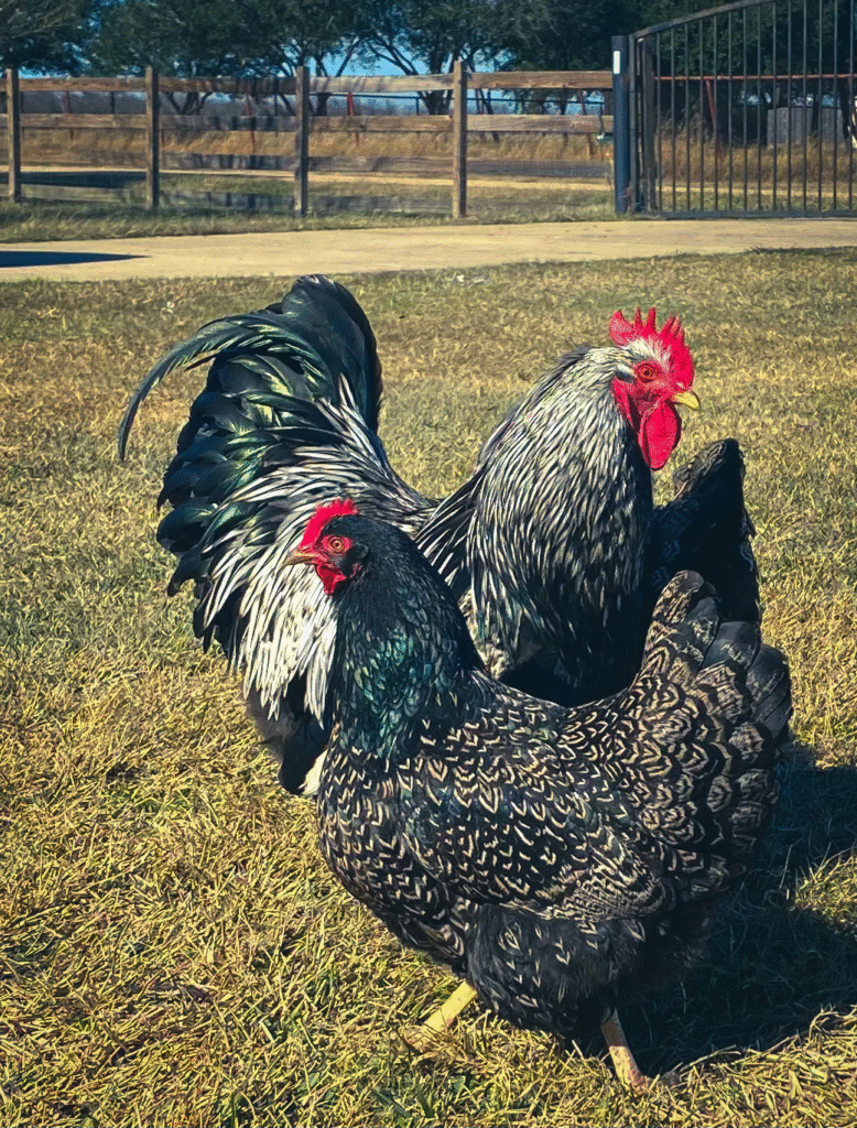 Barnevelder Chickens for Sale: Double Laced & Rare | Heritage Poultry Farm