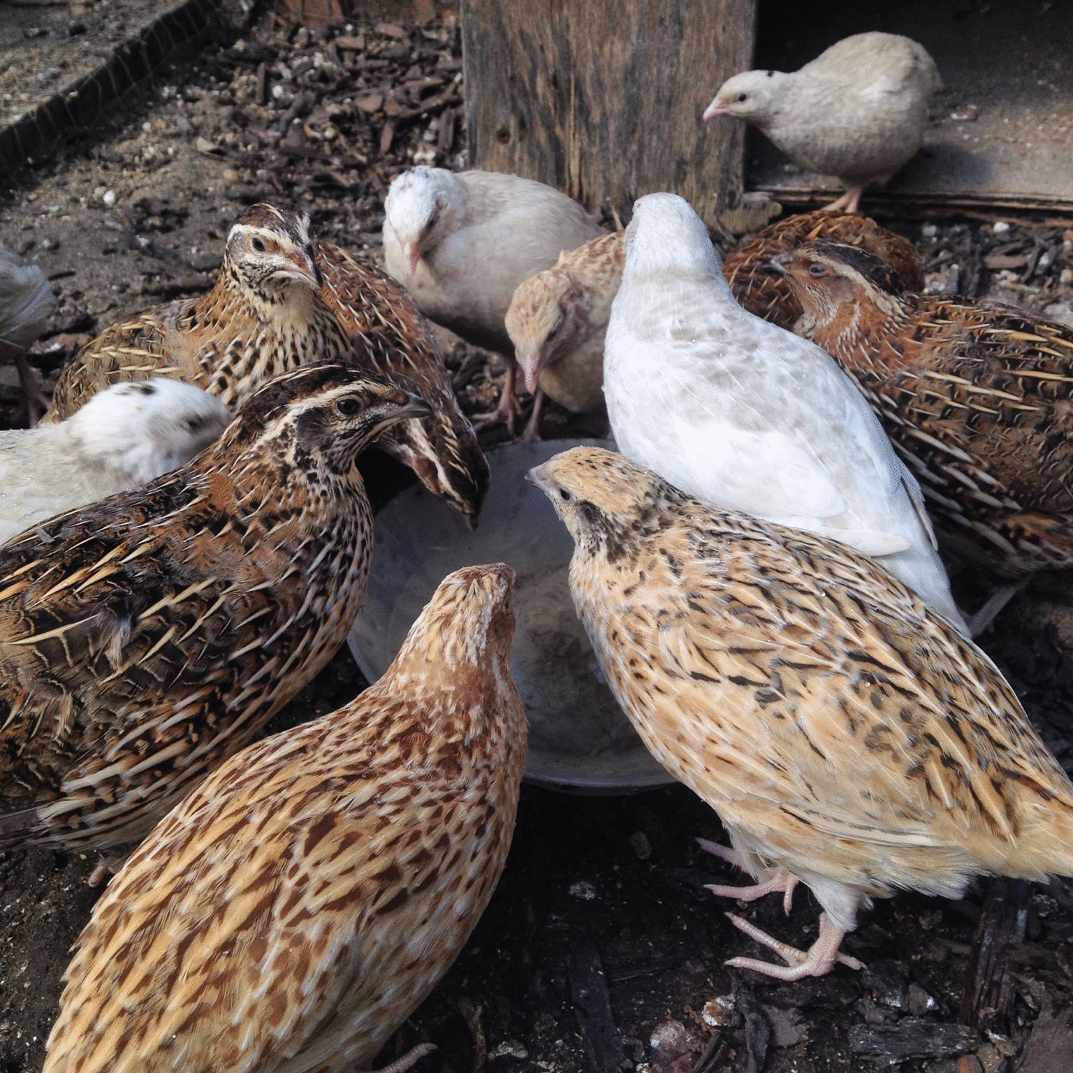 Quail for Sale | Buy Coturnix, Button & Bobwhite Quail Online ...