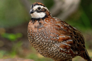 Quail Chicks for Sale | Buy Coturnix, Button & Bobwhite Online ...