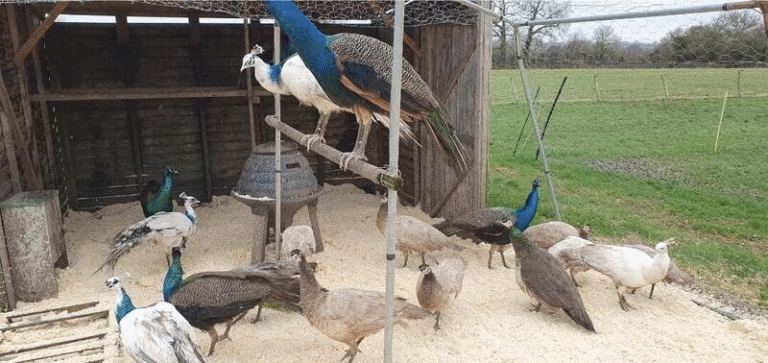 Peacocks for Sale | Buy Peafowl Online | Heritage Poultry Farm