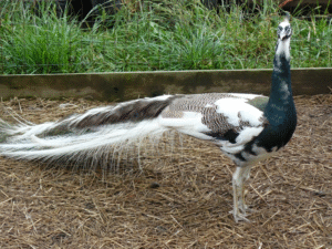 Peacocks for Sale | Buy Peafowl Online | Heritage Poultry Farm