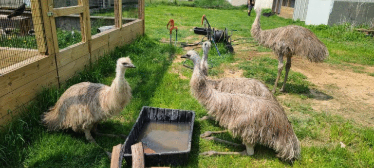 Emu for Sale | Buy Emu Chicks, Eggs & Adult Birds Online | Heritage ...